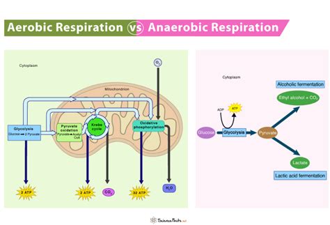 Difference Between Aerobic And Anaerobic Class Twelve Biology