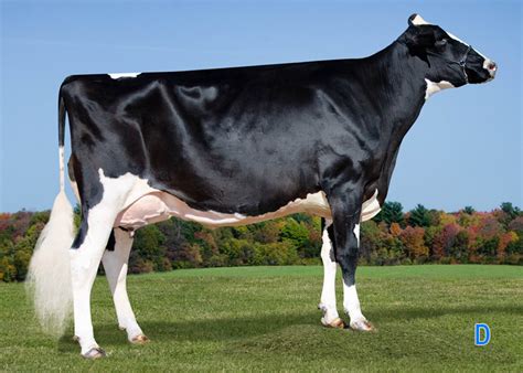 Holstein Class 2024