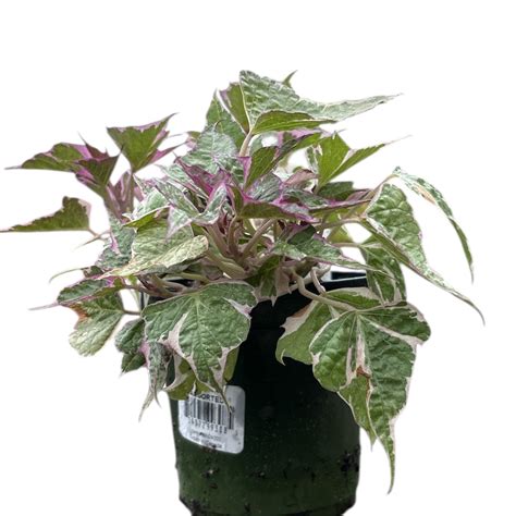 Ipomoea Batatas 4 Pot Massmulch