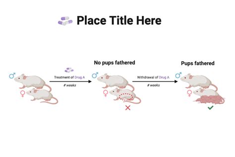Mouse Breeding Trial With Male Intervention Layout Biorender