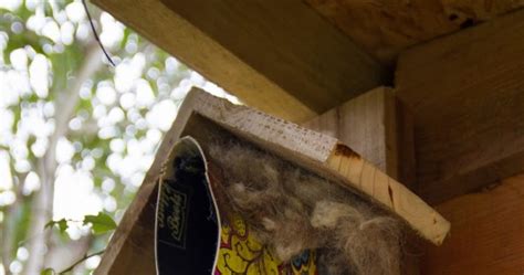 Nestboxtech Up Cycled Welly Boot Bird Nest Site