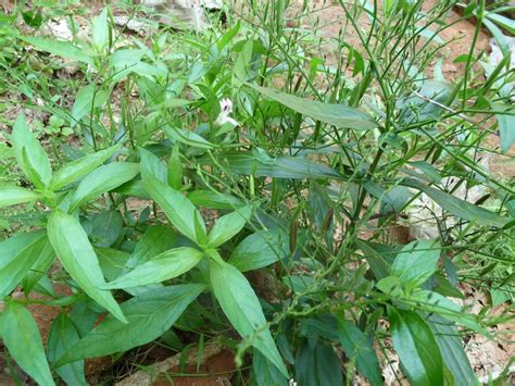 Rare Andrographis Paniculata Dried Leaves Ayurvedic Herbal Leaf King Of