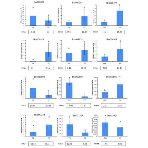 Qrt Pcr Analysis Of Rna Sequencing Results Different Letters