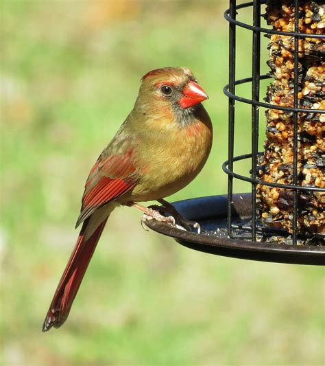 Female Northern Cardinal Photograph By Linda Stern Fine Art America