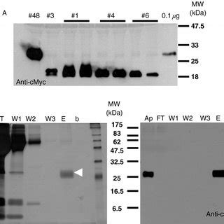 Expression Detection And Purification Of Secreted Proteins With A