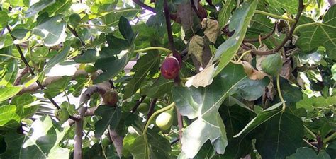 How To Fertilize Fig Trees In The Ground Step By Step Guide