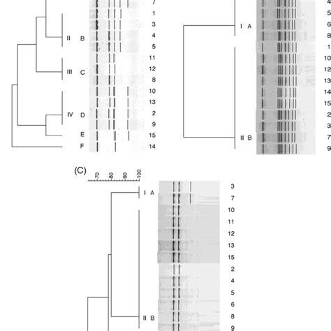Dendrogram Of Cluster Isolates From Candiduria By Upgma Determined By Download Scientific