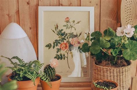 Botanical Illustrations Vintage Botany Posters
