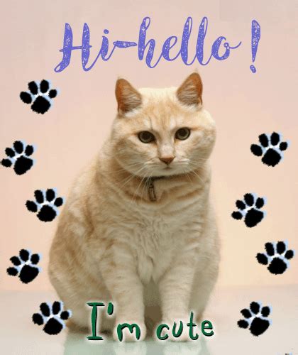 Cat Says Hi Hello Free Hi Hello ECards Greeting Cards Greetings