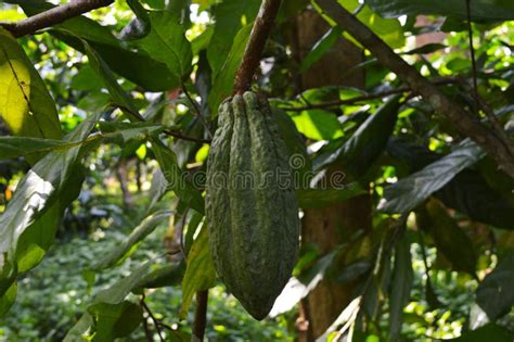 Cocoa Bean Pods On Plant Stock Image Image Of Nutrition 193720057