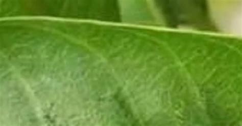 Only Those With Sharp Vision Can Find Hidden Bug Lurking In Optical