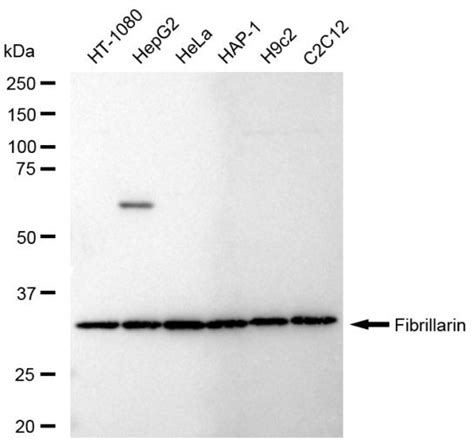 Fibrillarin Recombinant Monoclonal Antibody 23gb5735 Ma5 52901