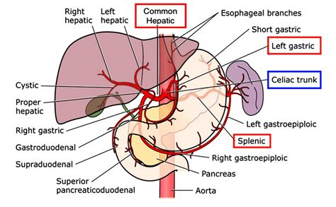 Splenic Artery Diagram