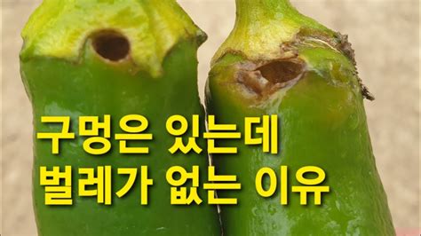 구멍 뚫린 고추 속에 벌레가 없는 이유 바로 이것 때문 농사 벌레 고추 해충 20240617 진도포커스 외전