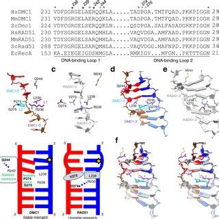 Structural Comparison Between The Postsynaptic Filaments Of DMC1 And