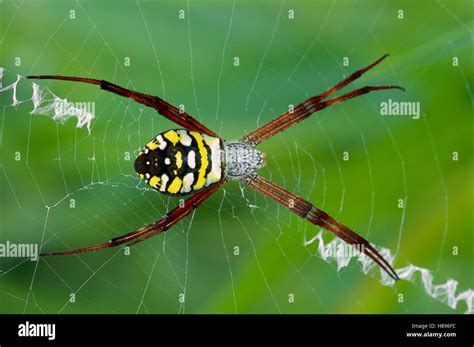 Orb Weaver Spider Arneidae On Web Crater Mountain Papua New Guinea