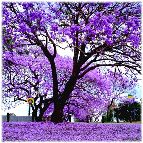 Jacaranda Jacaranda Mimosifolia Semillas