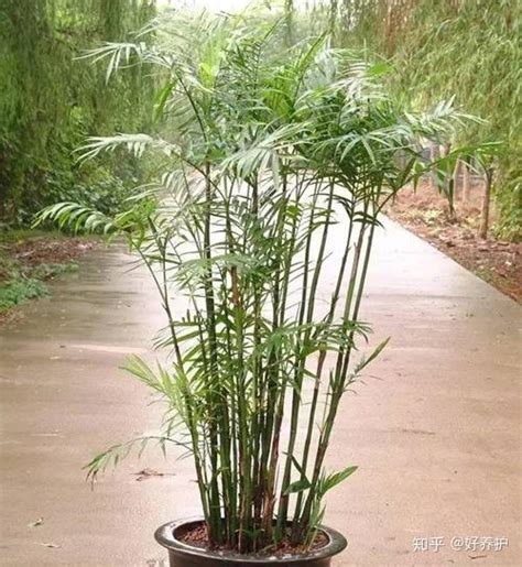 散尾葵夏威夷椰子袖珍椰子和富贵椰子分不清只需3步 知乎