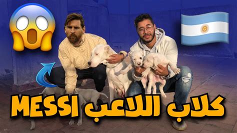 أجمل كلاب دوجو أرجنتينو للبيع Youtube