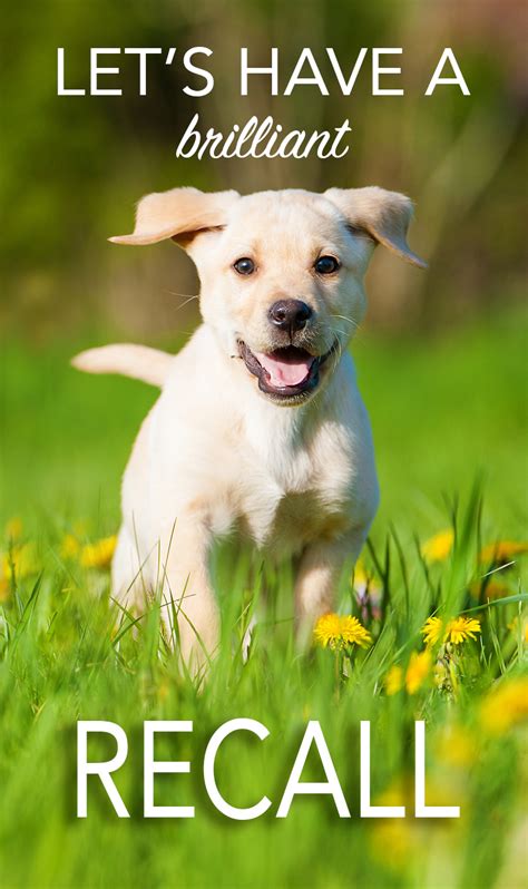 Dog Recall Get A Great Recall With Our Training Tips And Guides