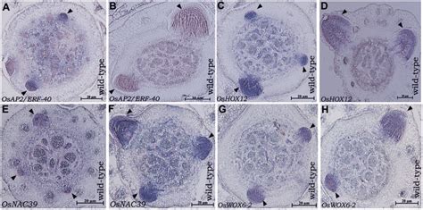 spatial expression pattern of selected tfs in rice stem base a b