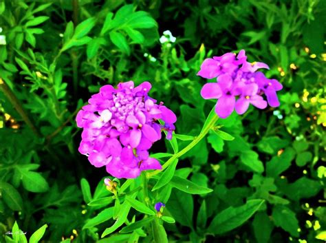 Pretty As A Pitcher Mixed Media By Debra Lynch Fine Art America