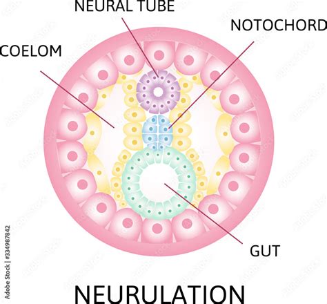 Neurulation The Process Of Nerulation Human Embryonic Development