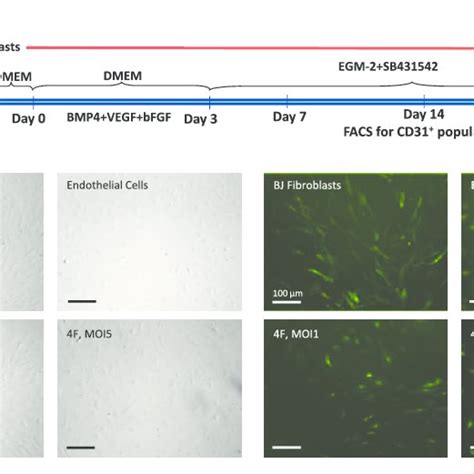 Transdifferentiation By Overexpression Of 4f Generates Functional Download Scientific Diagram