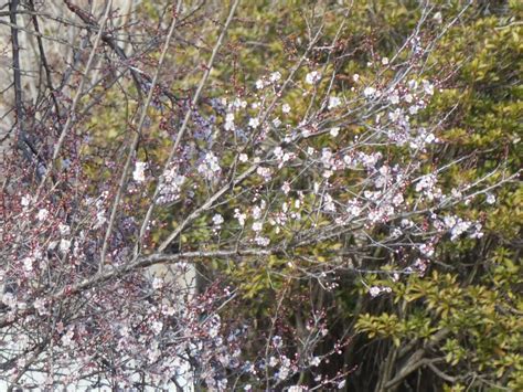梅の花が咲く それもまた良し