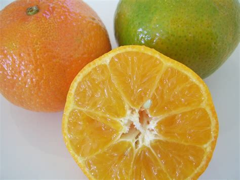 Tipos De Laranja Menu Criativo Receitas