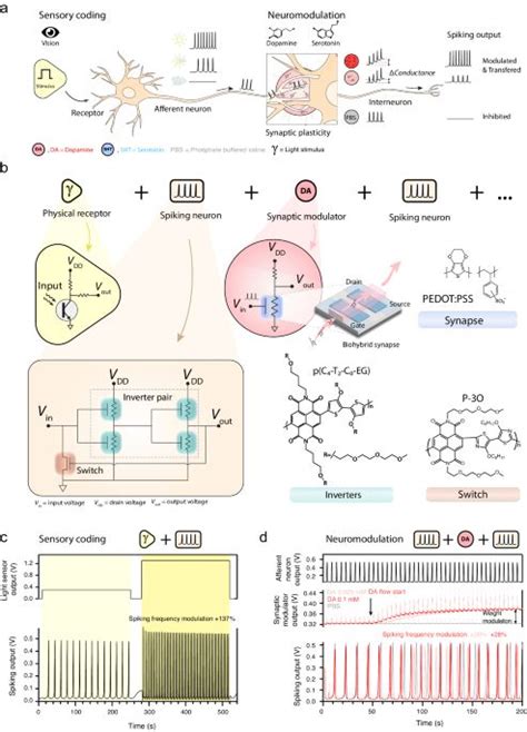 A Modular Organic Neuromorphic Spiking Circuit For Retina Inspired Sensory Coding And