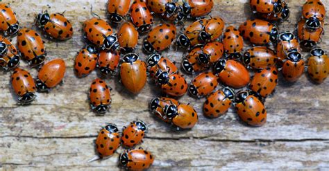 Ladybug Swarm Is So Massive It Appears On Weather Radar Huffpost
