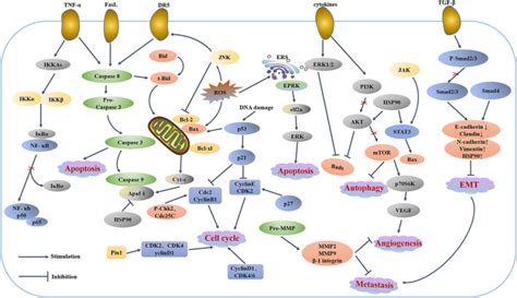 Celastrol A Review Of Useful Strategies Overcoming Its Limitation In