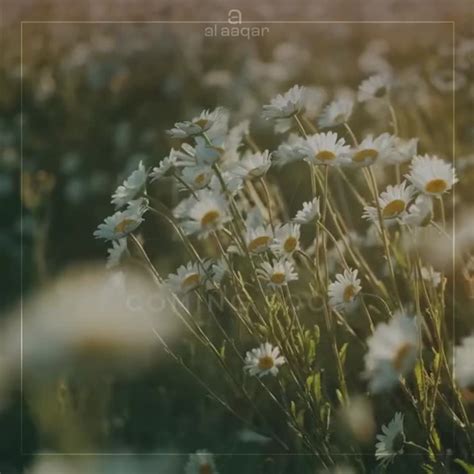 Alaaqar On Linkedin Alaaqar Nshama Nshamatownsquare Nshamadubai