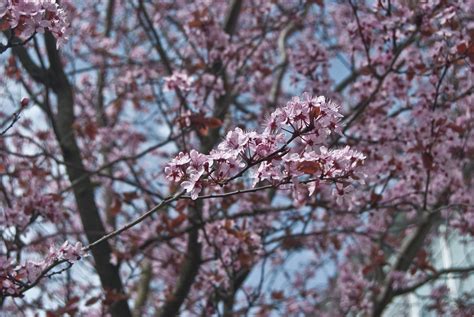 Spring Flickr