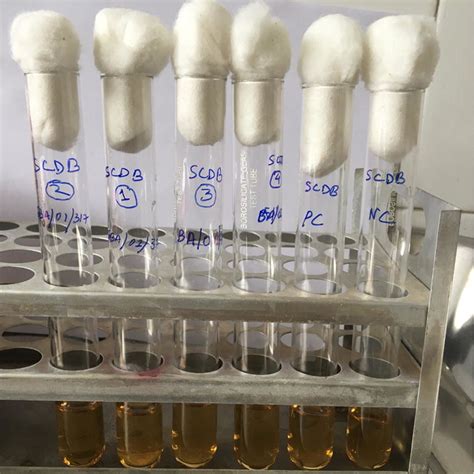 Sterility Testing As Per Protocol Download Scientific Diagram