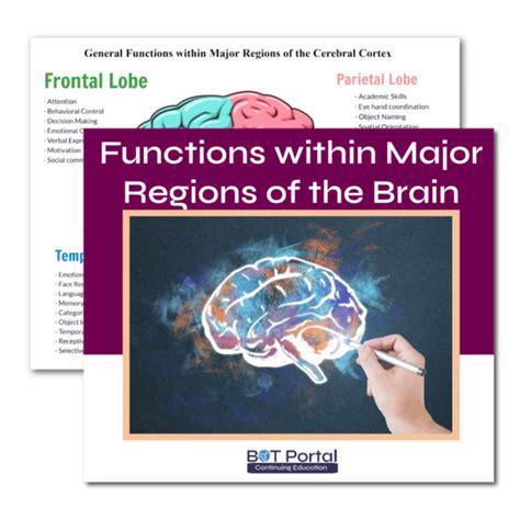 Common Brain Functions Based On Lobes