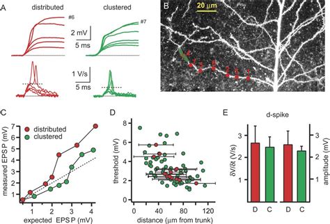 Figure 4 From Integrative Properties Of Radial Oblique Dendrites In
