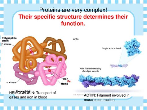 Standards Distinguish Among Proteins Carbohydrates Lipids And