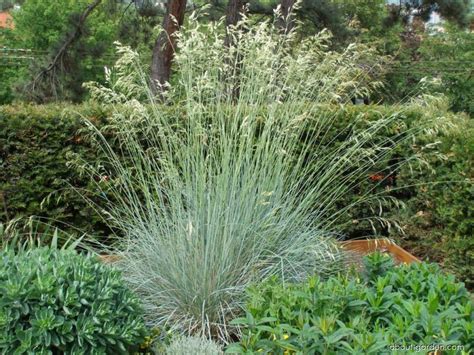 Blue Oat Grass About