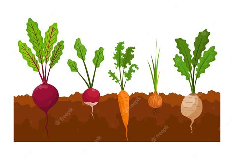 Premium Vector Vegetables Growing In The Ground Plants Showing Root Structure Below Ground