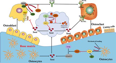 Osteocyte Cell Physiology Knowosteoporosis