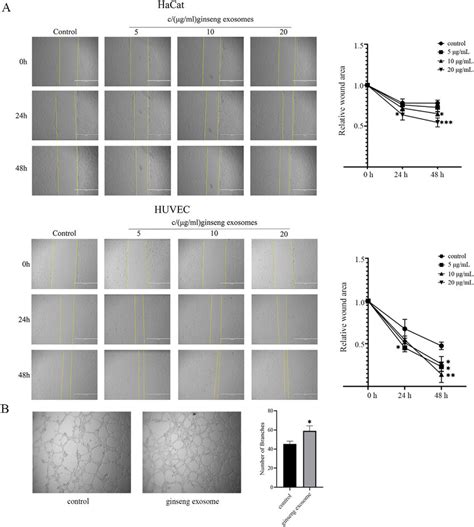 Wound Scratch Assay And Tube Formation Assay In Hacat And Huvec Cells