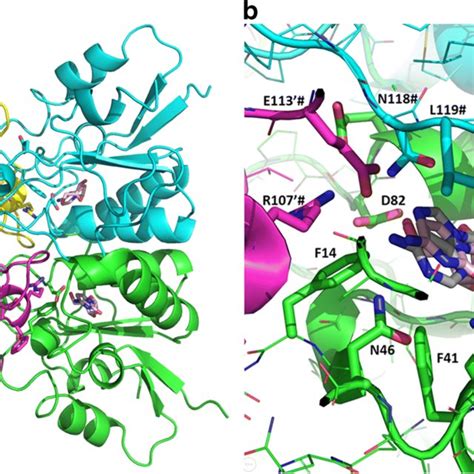 A Cartoon Representation Of A Ctndt Tetramer Model Comprising Dimers