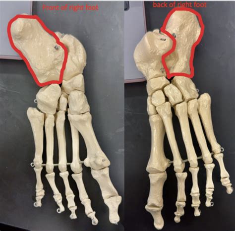 Lab 8 Bones Of The Tarsus 7 Individual Bones Flashcards Quizlet