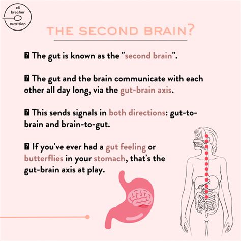What Is The Gut Brain Axis Eli Brecher Nutrition