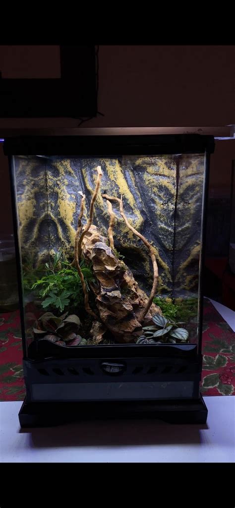 Enclosure For My Vietnamese Ghost Mantis R Mantids