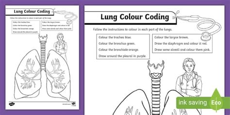 Lung Colour Coding Activity Year 6 Science Twinkl
