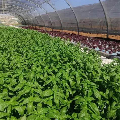 Dwc Floating Raft Foam Board Hydroponics System Rafts Growing System And Hydroponics System