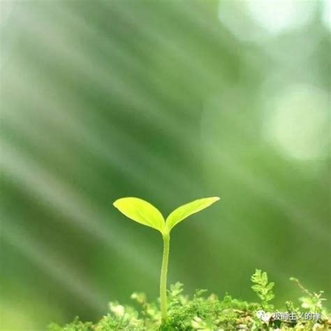 阳光萌芽图片 阳光玫瑰萌芽图片 伤感说说吧